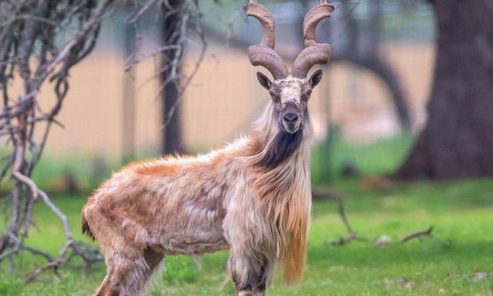 Take This Quiz To Find Out About The National Animal Of Pakistan